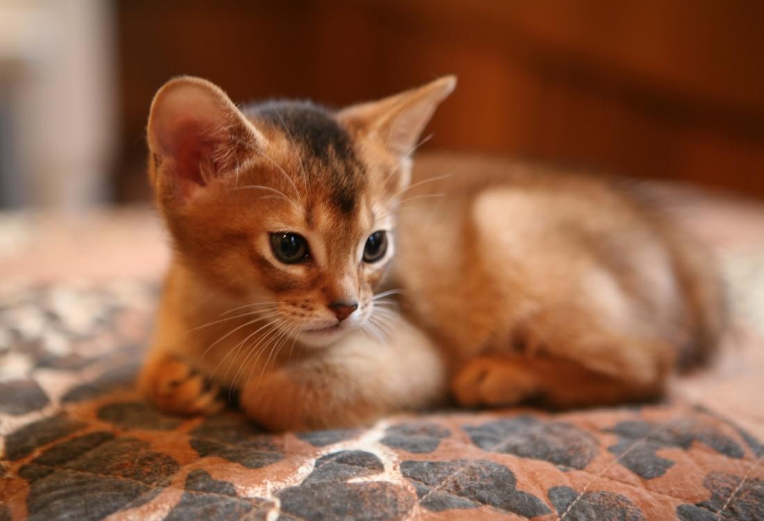 Health Concerns in the Abyssinian - cat care