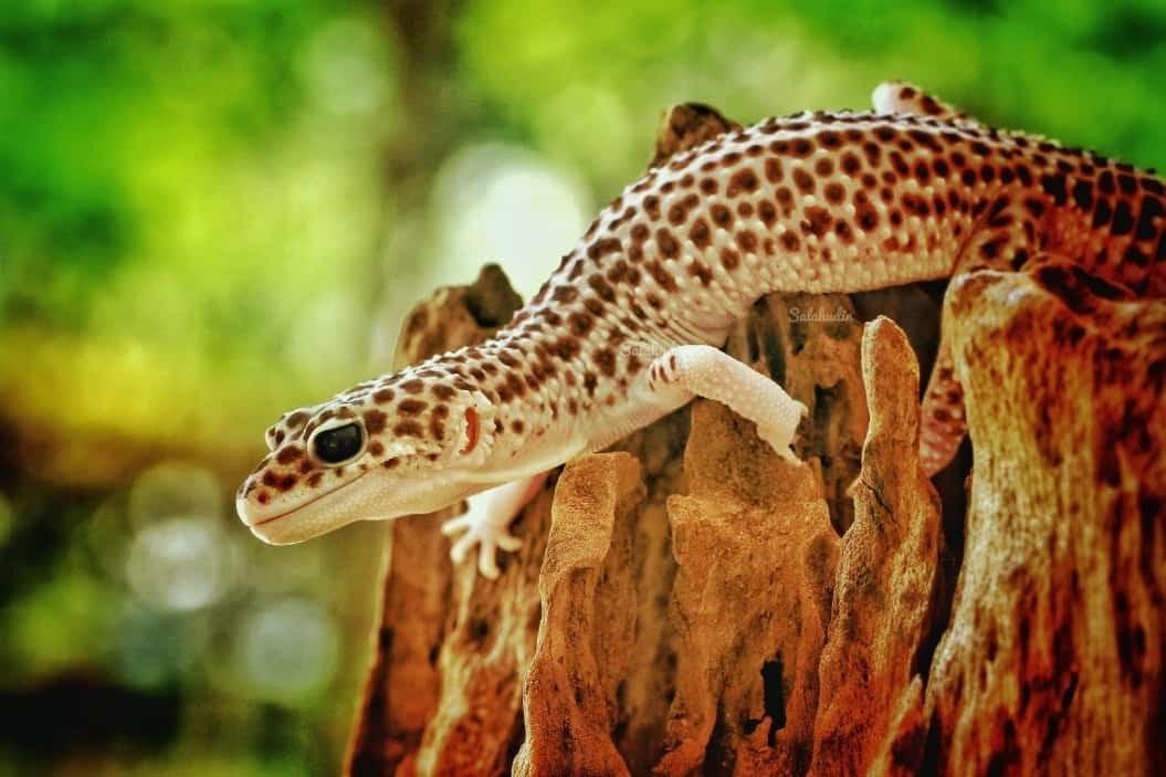 Facts about the Leopard Gecko - Leopard Gecko