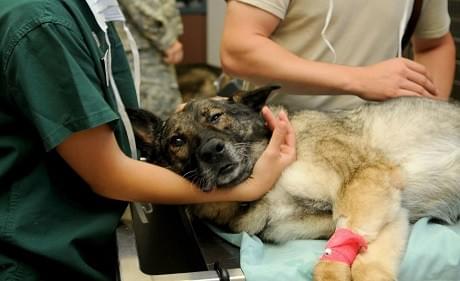What to Do In Case Of A Dog Emergency - Dog Care