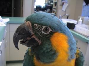 Uveitis in Birds - Bird care