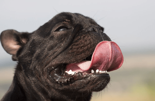 Where Do Cats And Dogs Sweat?