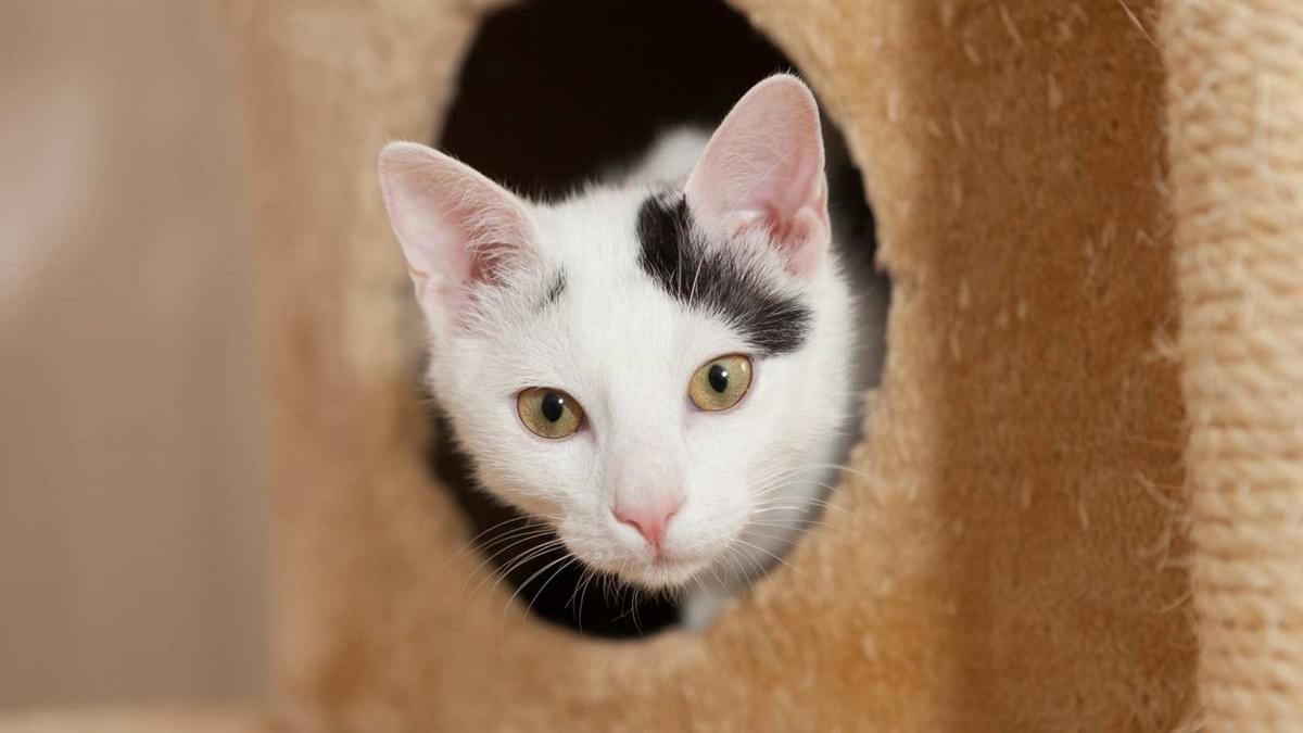 Keeping your cat content indoors