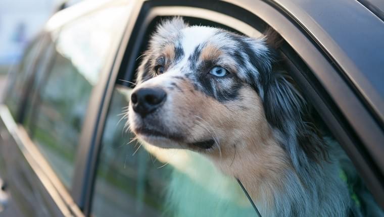 Understanding Your Dog's Carsickness