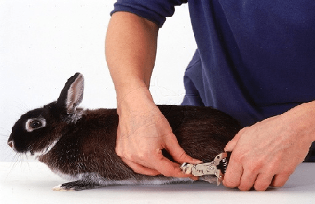 Why Rabbits Need Regular Nail Trimming