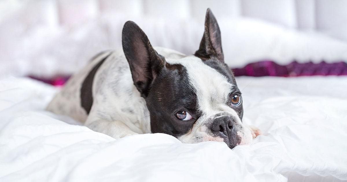 Benign Lumps And Bumps In Dogs