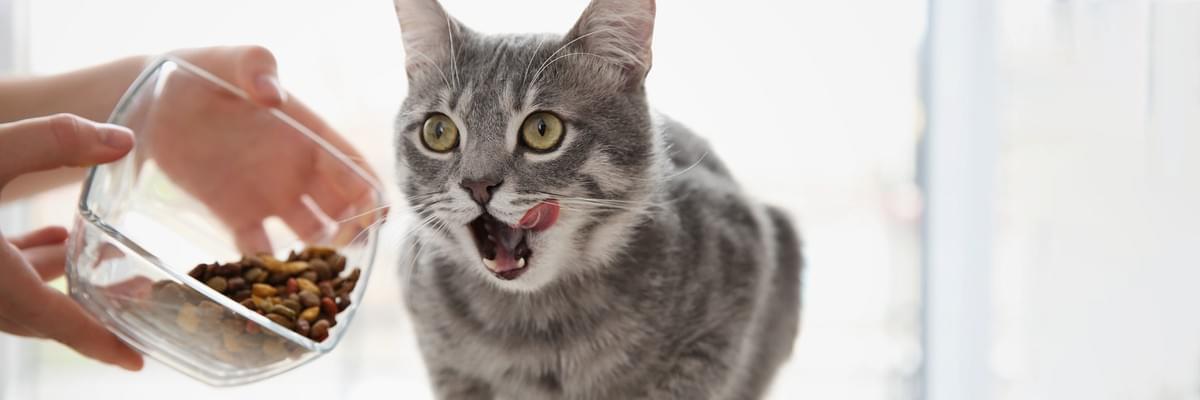 Are You Overfeeding Your Pet Cat? - pet care