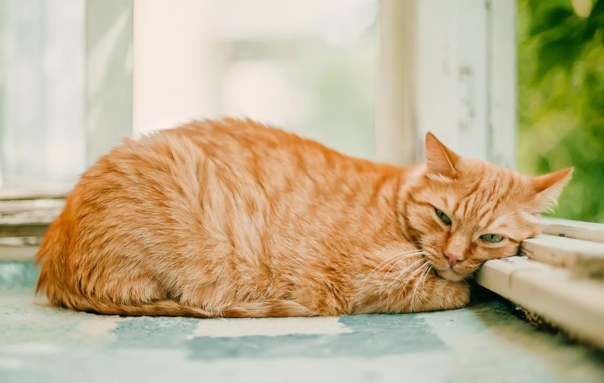 Causes Of Inappropriate Urination In Cats