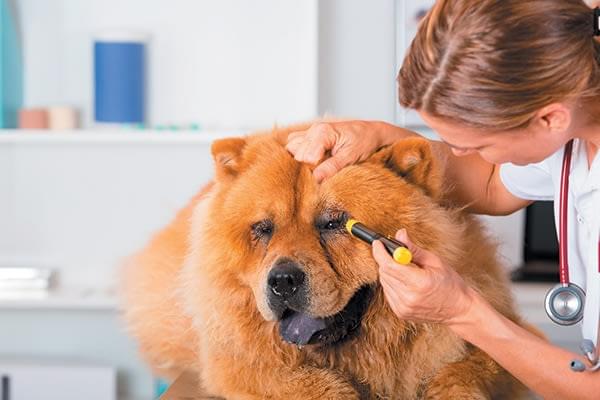 Dry Eye in Dogs