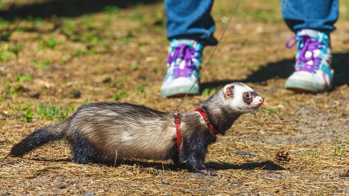 Exercise and your ferret - ferret care