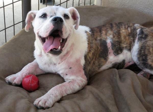 Factors That Increases A Dog’s Risk To Demodicosis (Pup...