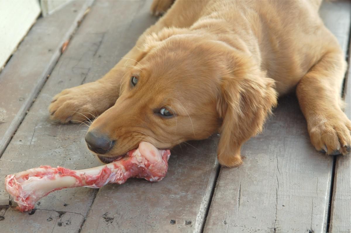 Feeding Bones To Dogs