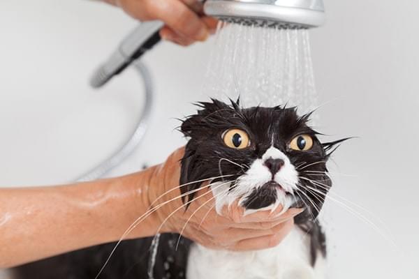 How to Give Your Cat a Bath