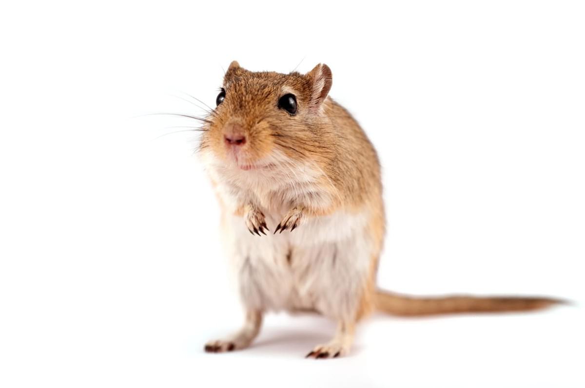 cute gerbil names