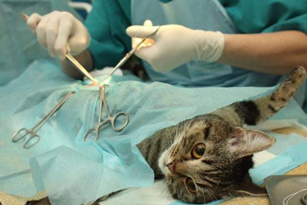 Spaying Cats - What Happens Before And After Surgery
