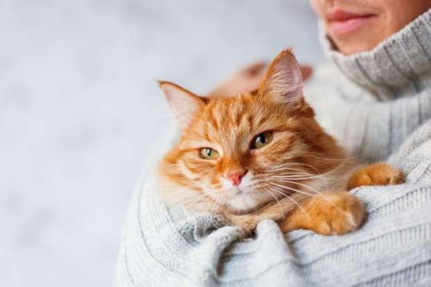 The Importance of Spending Time with Your Cat