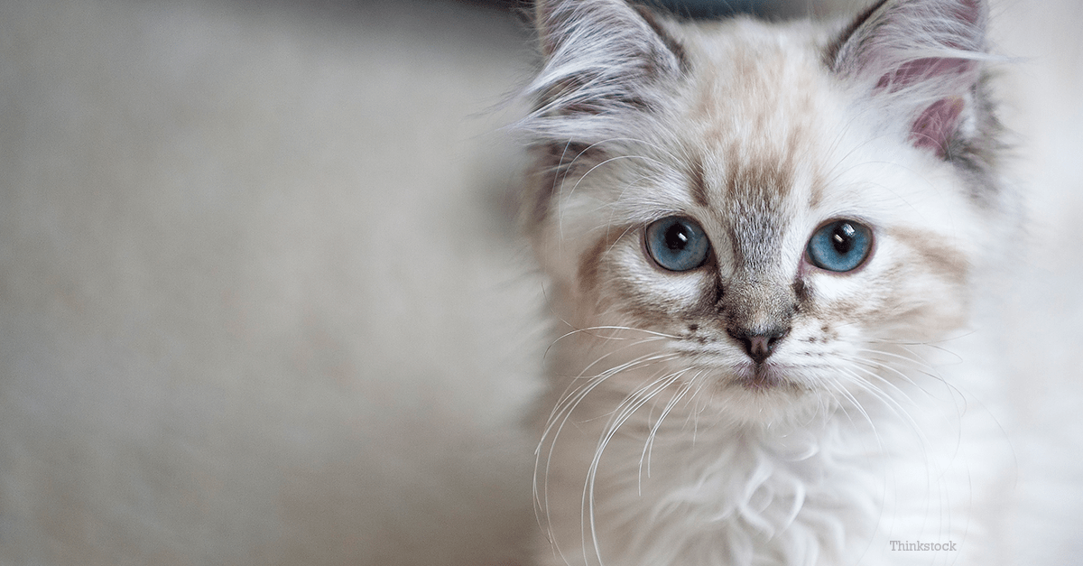 Why Heartworm Testing is Important for Cats