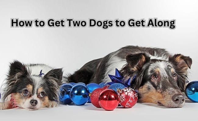 How to Get Two Dogs to Get Along Without Fighting