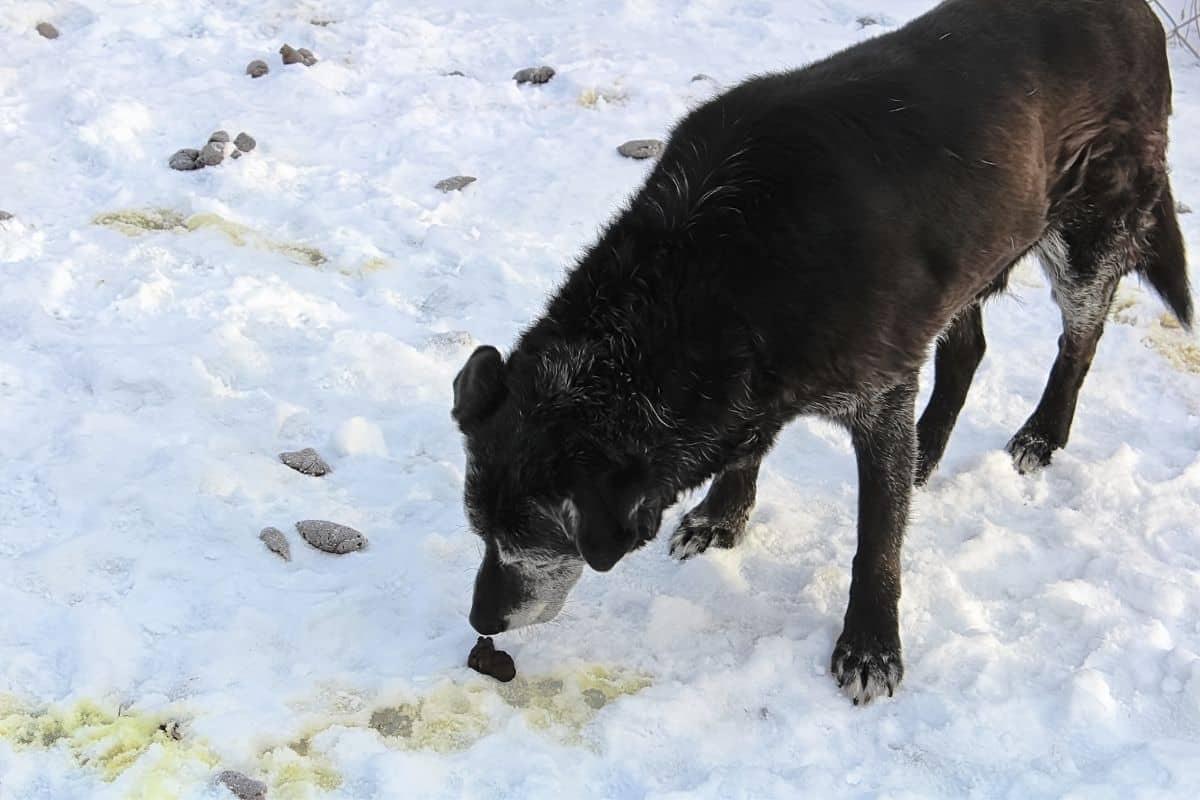 How to Stop a Dog From Eating Poop: Tips for a Healthie...