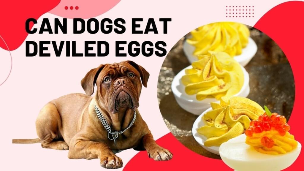 Can Dogs Eat Deviled Eggs? A Closer Look at Ingredients...