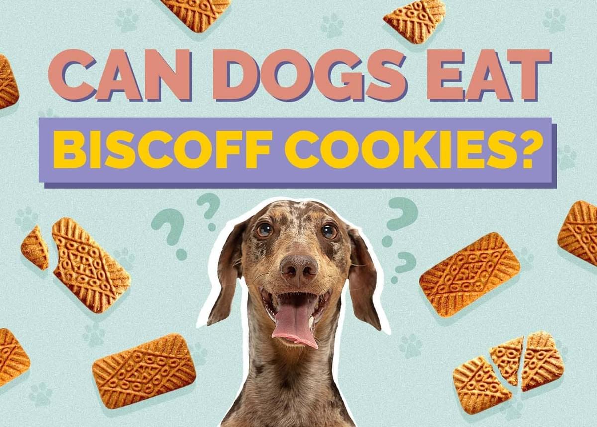 Can Dogs Eat Biscoff Cookies? A Must-Read for Dog Lover...