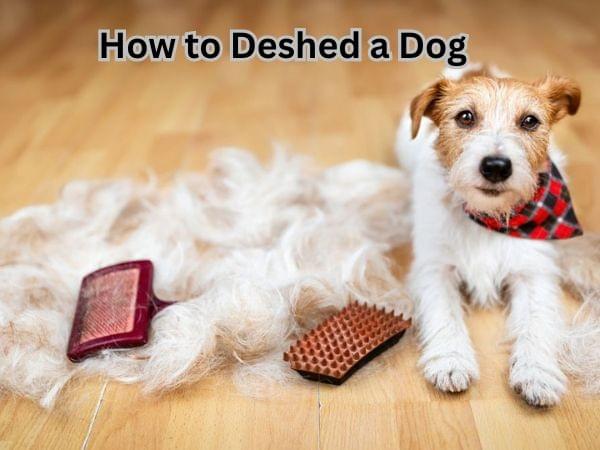 How to Deshed a Dog: 9 Effective Solutions That Save Ti...