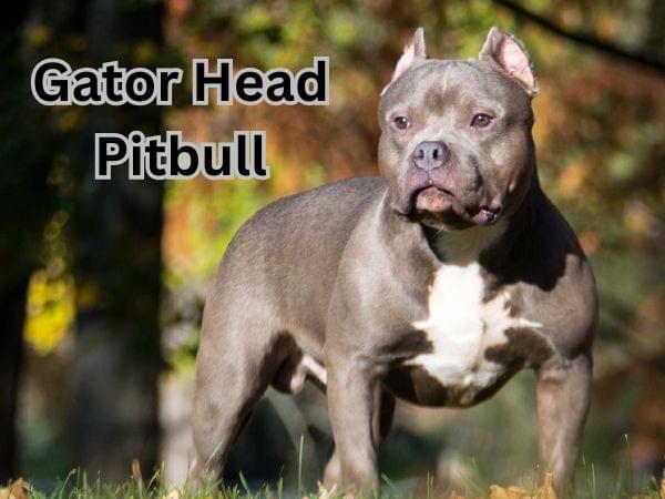 pitbull features