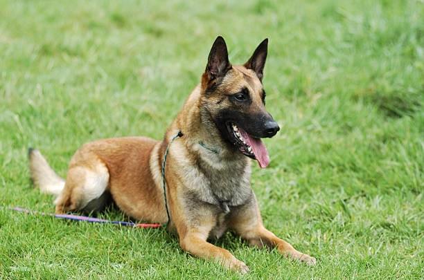 Dog Breeds from Belgium: Discovering Rare and Lesser-Kn...