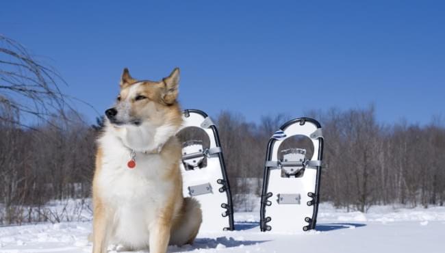 10 Great Snow Dogs Breed that Can Live in the Snow