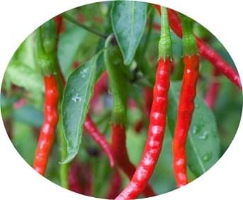 Cara Mengatasi Rontok Bunga Pada Cabe | TIPS DAN TRIK