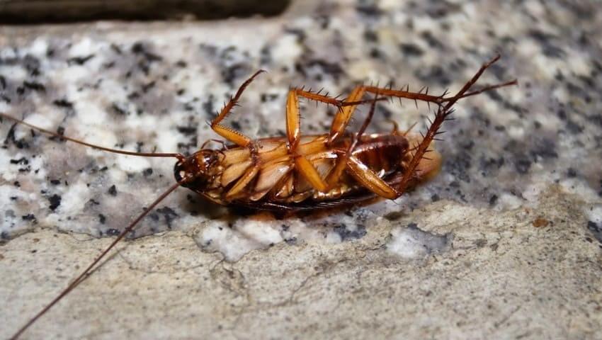 How To Repel Cockroaches From Homes Slow and Clean