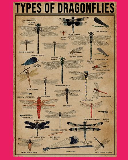 Types Of Dragonflies poster