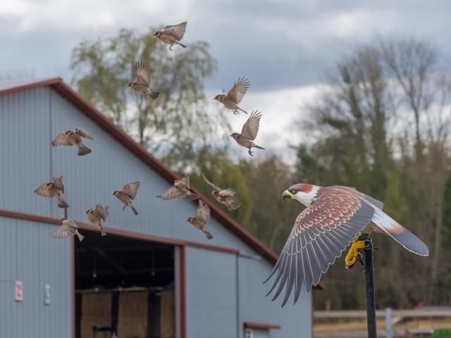 How to Get Birds out of a Warehouse: 8 Best Bird Contro...