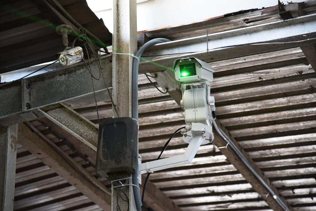 8 Best Bird Deterrents - How to Really Scare Birds Away