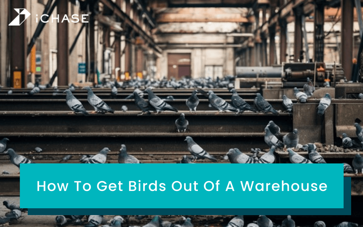How to Get Birds out of a Warehouse: 8 Best Bird Contro...