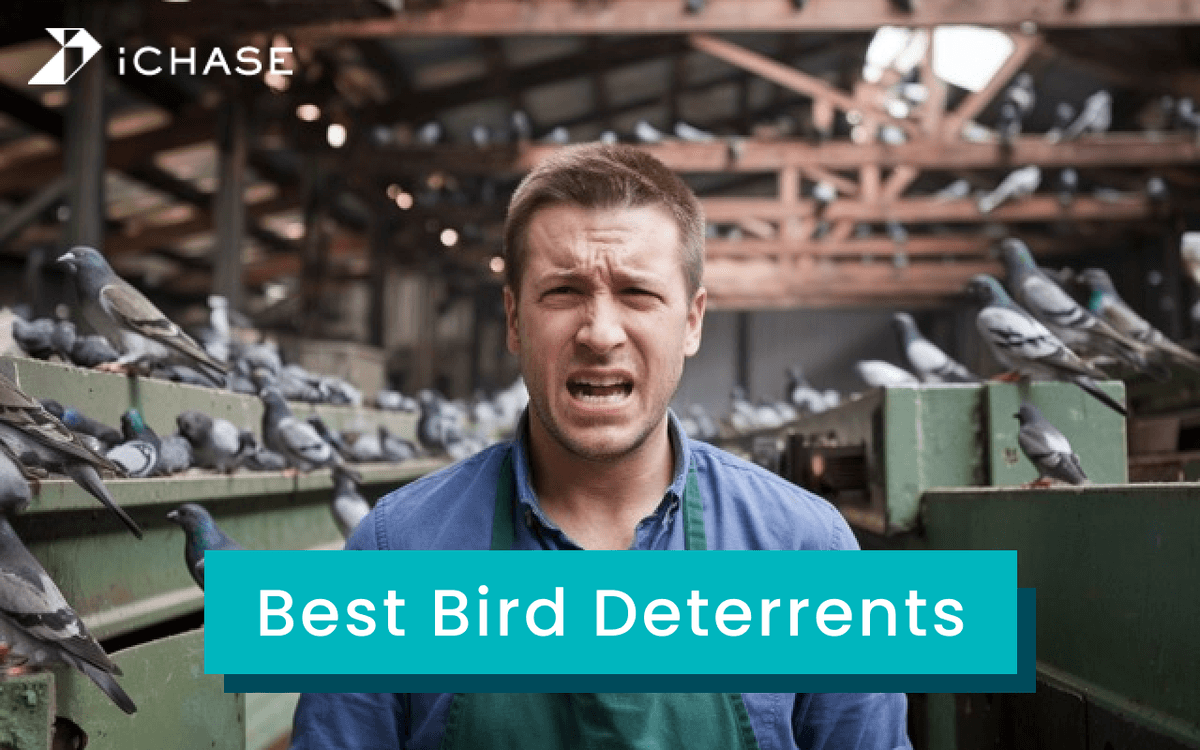 8 Best Bird Deterrents - How to Really Scare Birds Away