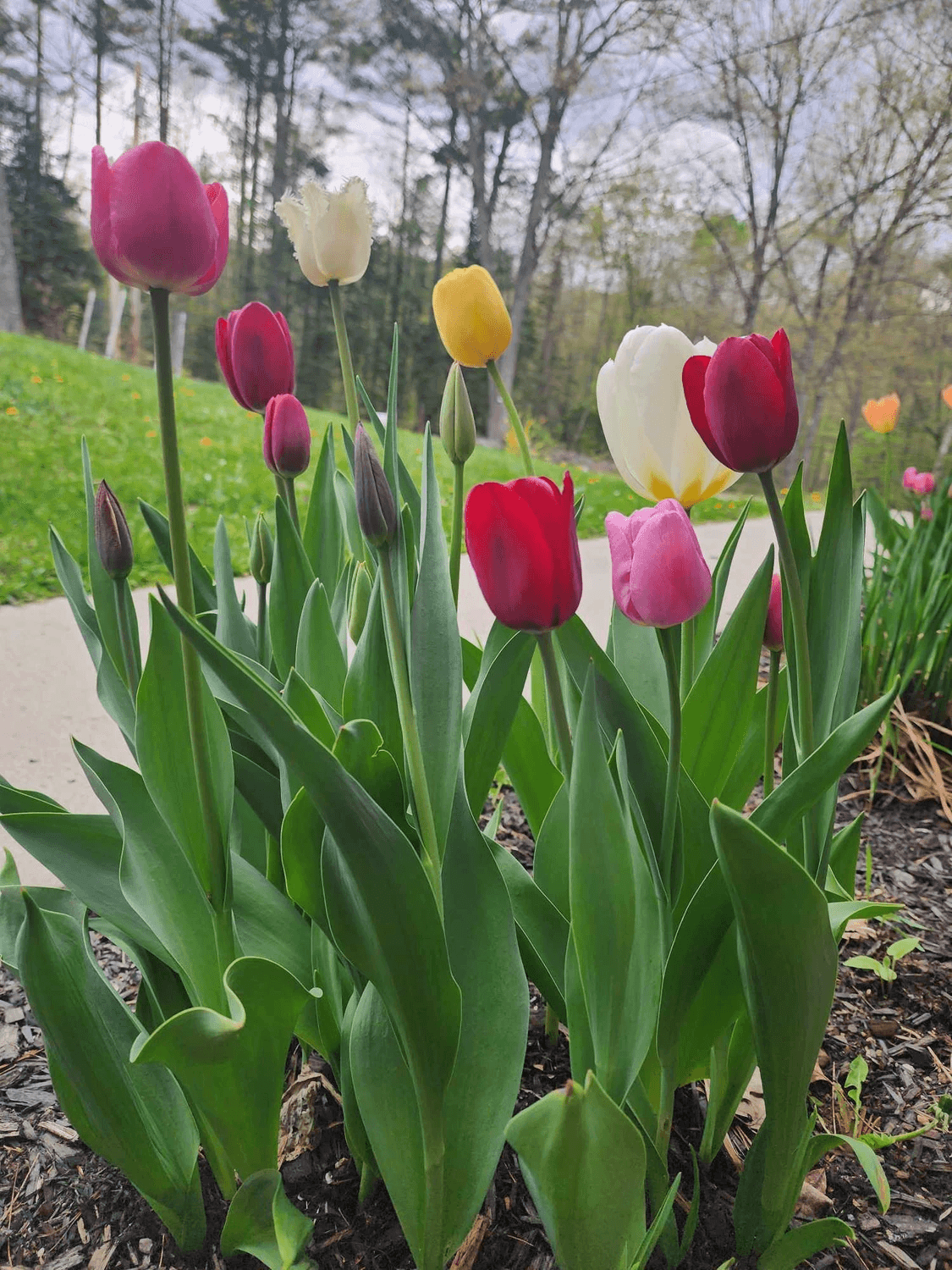 The Art of Planting Tulips: A Step-by-Step Guide - flow...