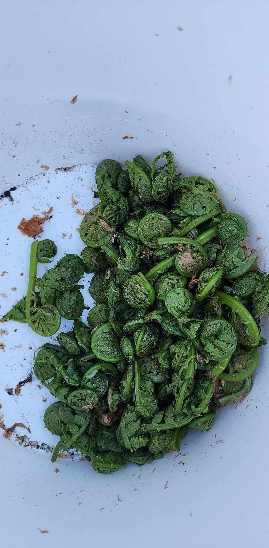 Embracing Spring with Fiddleheads: A Forager's Delight ...