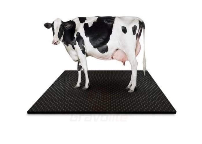 Cow Mat Solutions for Modern Dairy Farms - Cow Mat