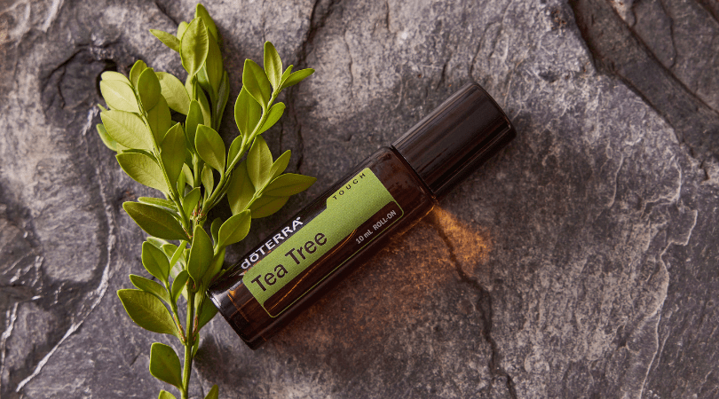 Tea Tree, the Scent of Green - Practical Oiling Essenti...