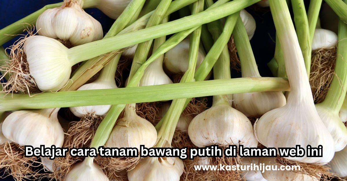 Cara Mudah Tanam Bawang Putih dalam Pasu atau Polibag
