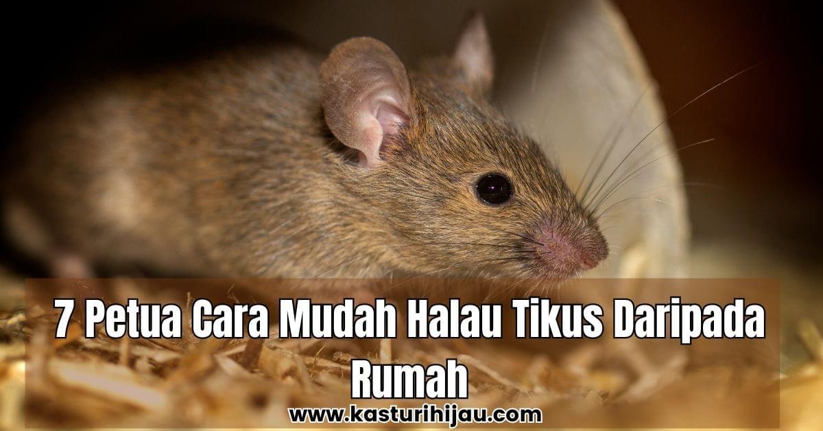 7 Petua Cara Mudah Halau Tikus Daripada Rumah - KESIHAT...