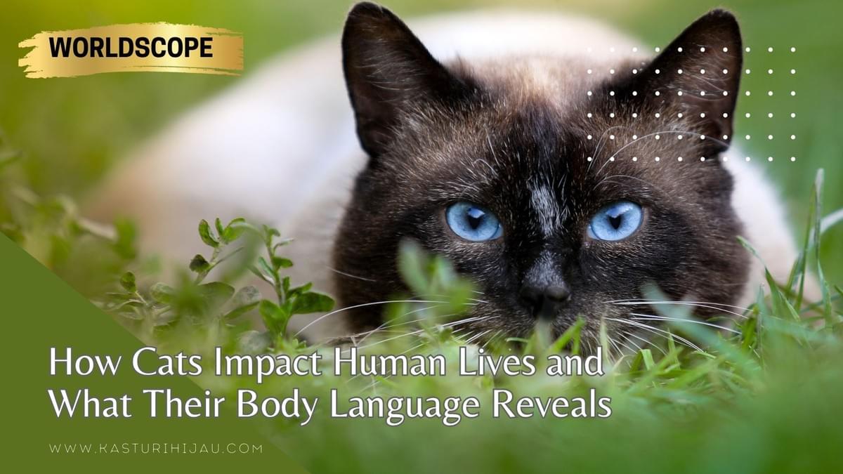 How Cats Impact Human Lives and What Their Body Languag...