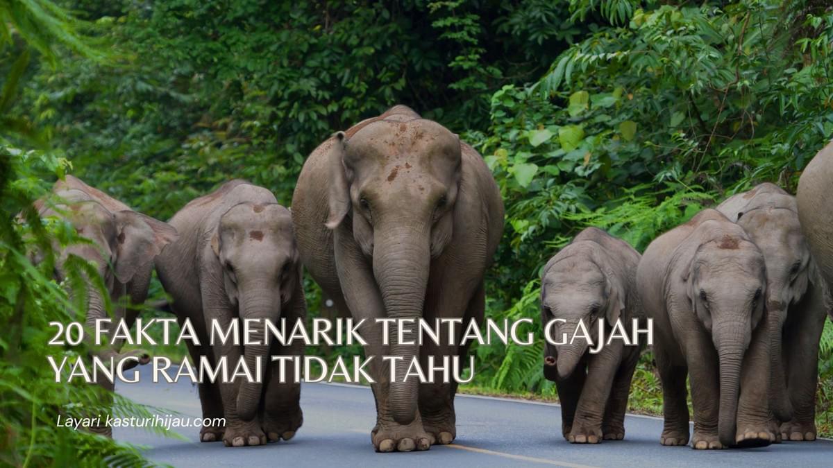 20 Fakta Menarik tentang Gajah yang Ramai Tidak Tahu