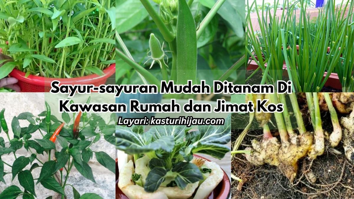 8 Jenis Sayur-sayuran Mudah Ditanam Di Kawasan Rumah da...
