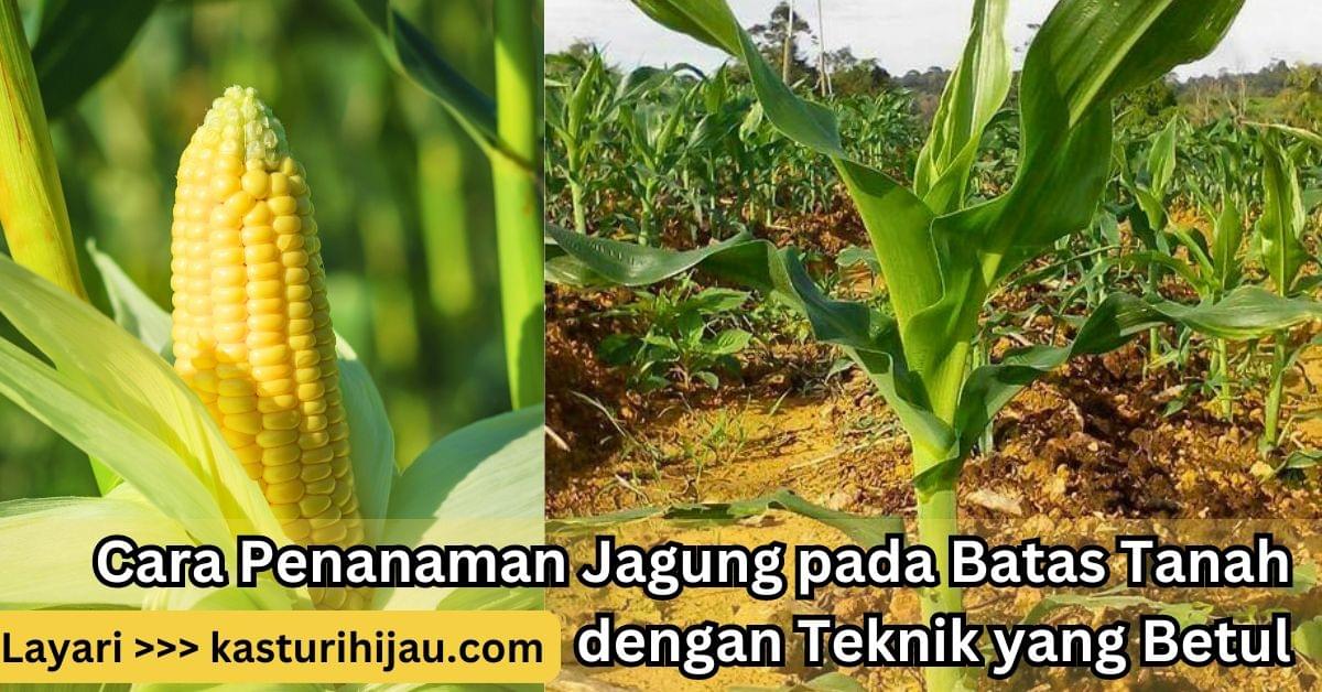 Cara Penanaman Jagung pada Batas Tanah dengan Teknik ya...