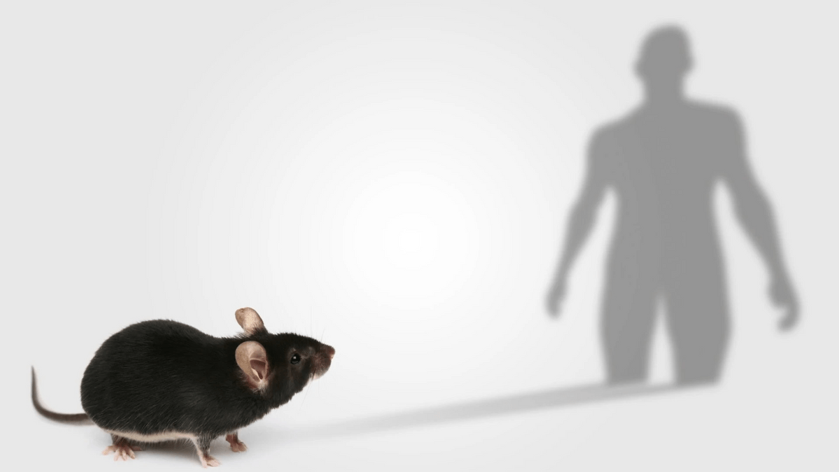 Man or Mouse?