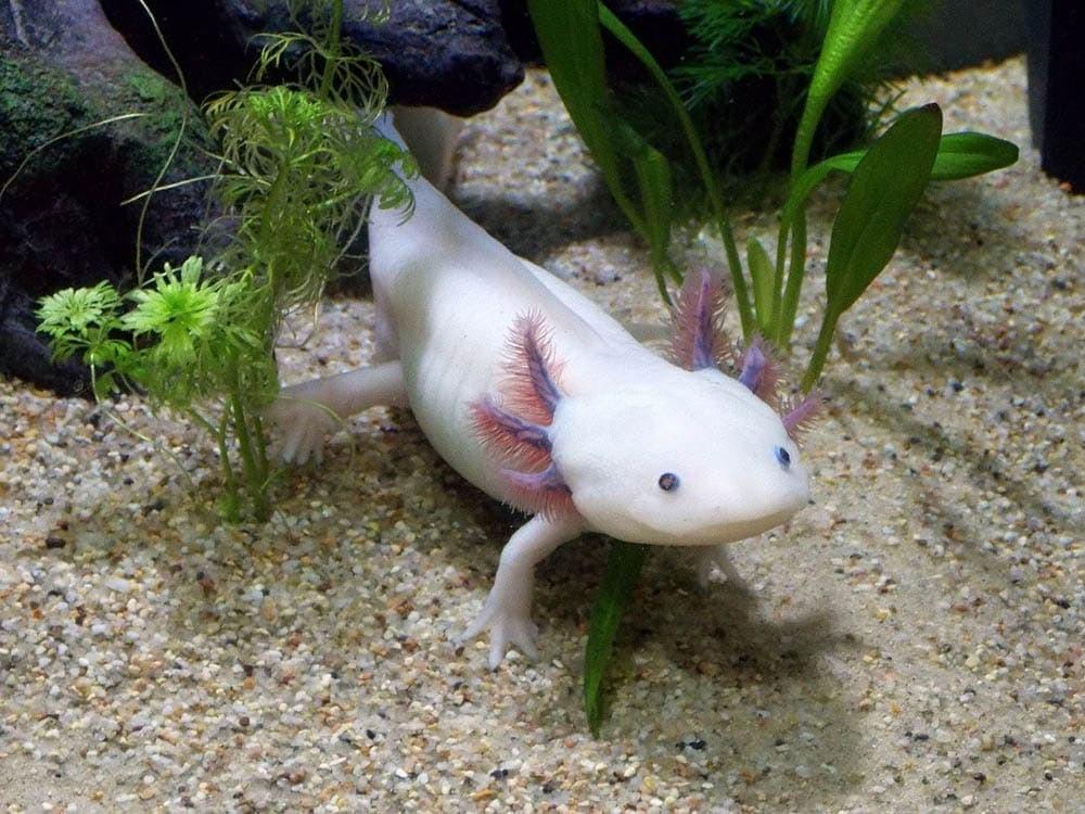 Where can I buy an axolotl