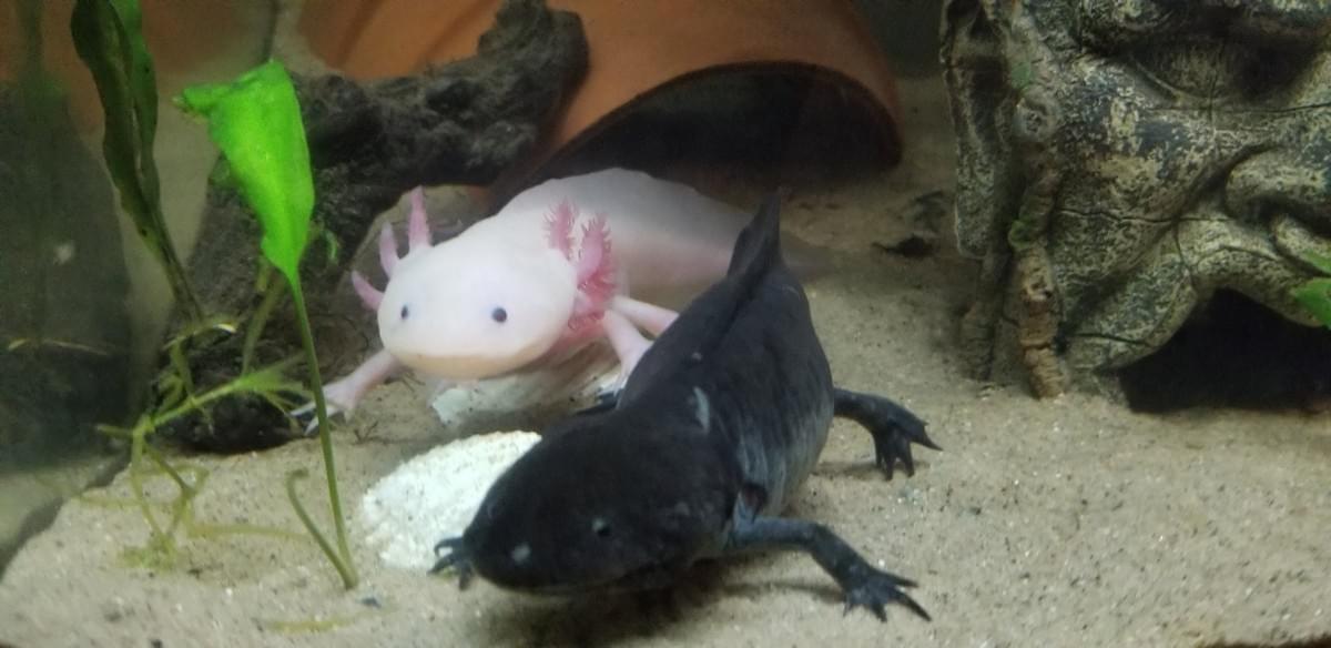 Can two axolotls live together