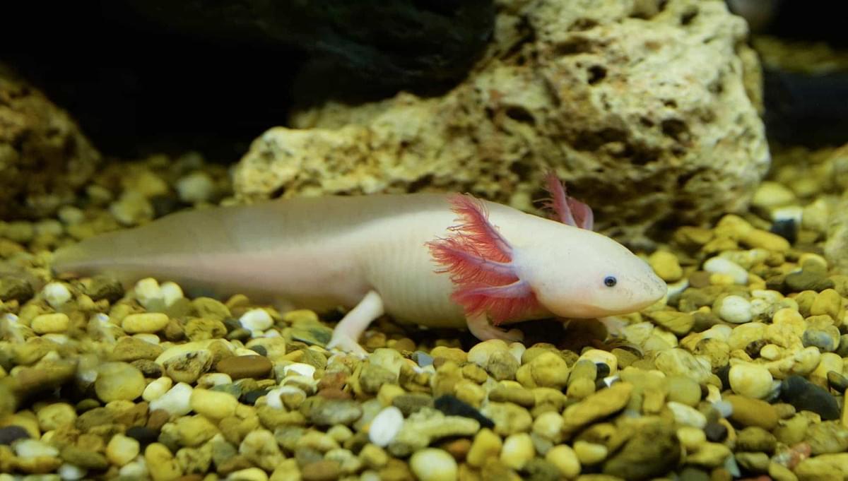 How to Take Care of an Axolotl: A Comprehensive Guide