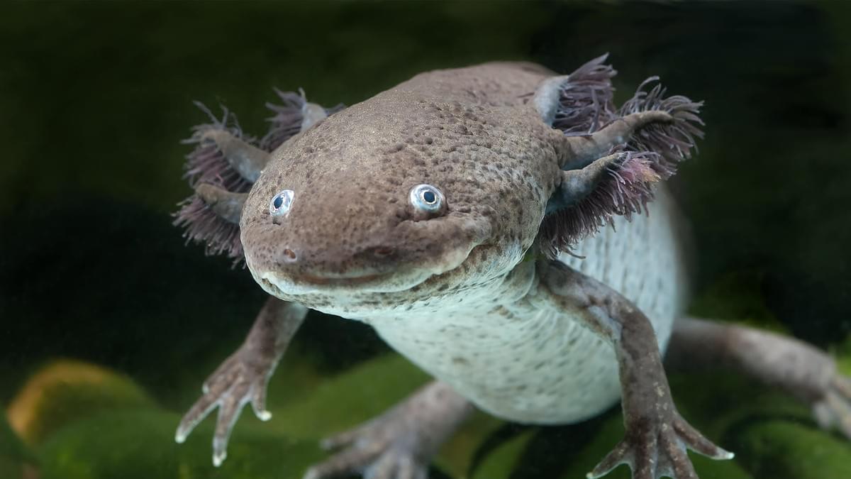 Axolotl Health: Understanding Sickness and Prevention